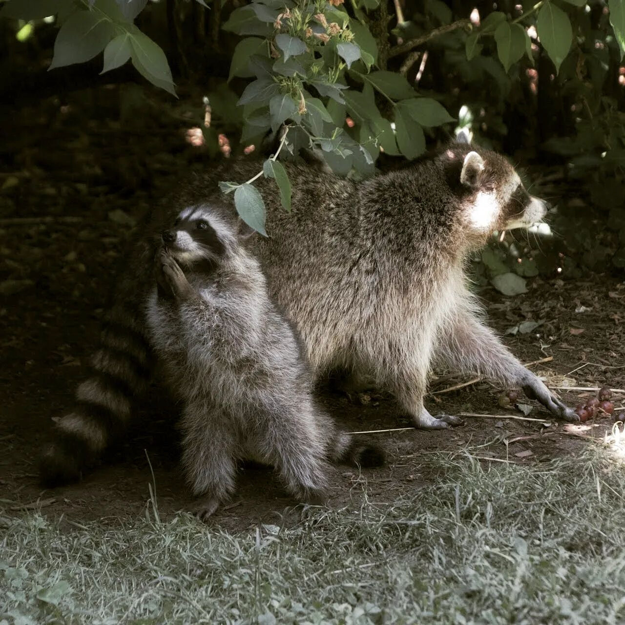 Stacey Cornelius (@StaceyCornelius@mstdn.ca) - Mastodon Canada